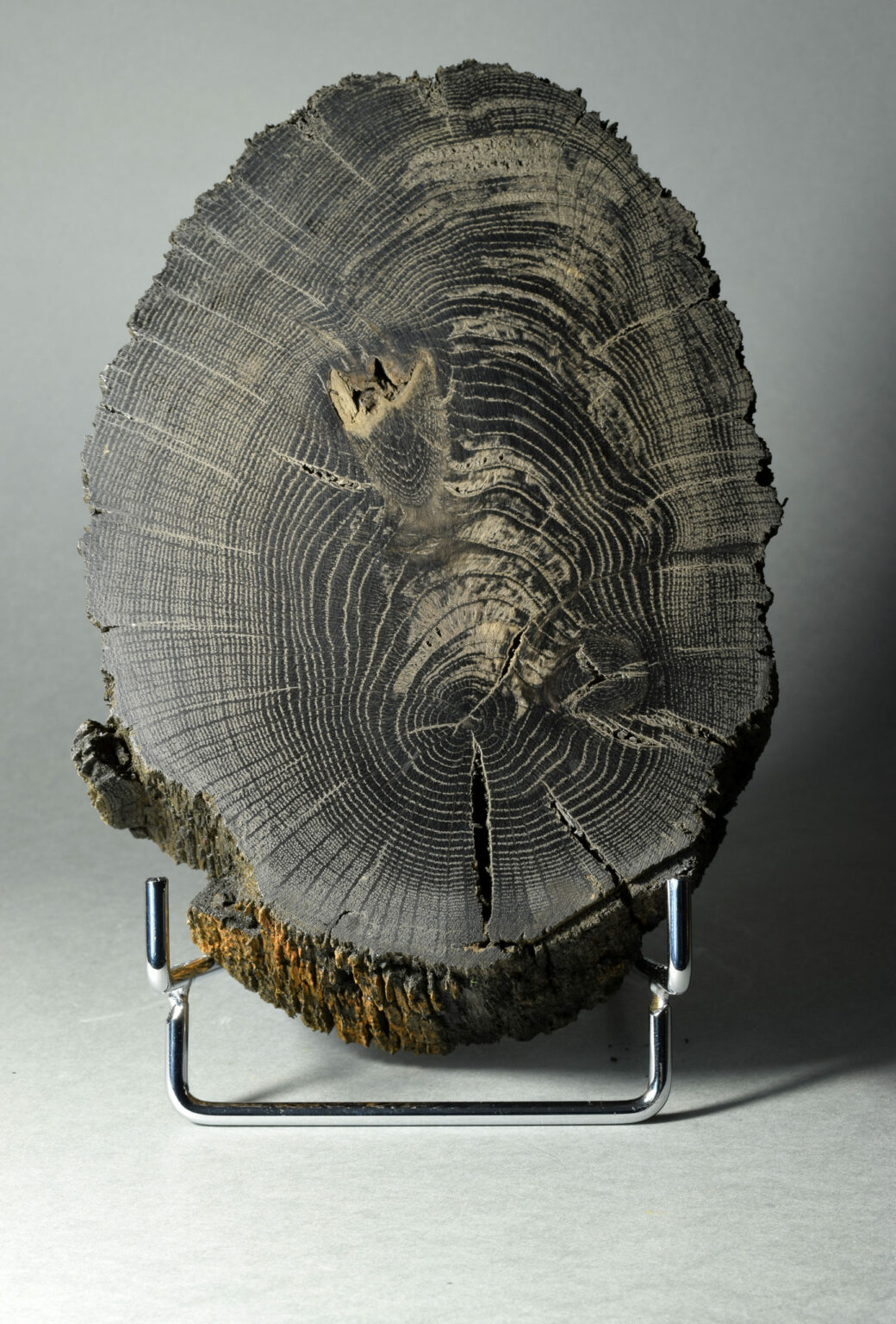 Fine slice of fossil wood - Quercus sp. - 17 x 11.5 cm