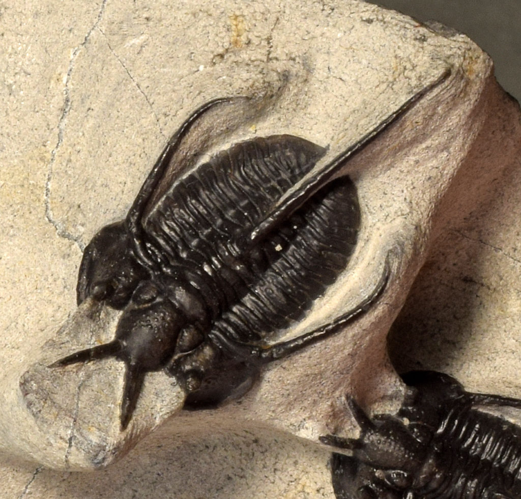 Block with six fine trilobites - Cyphaspid walteri and Proetid