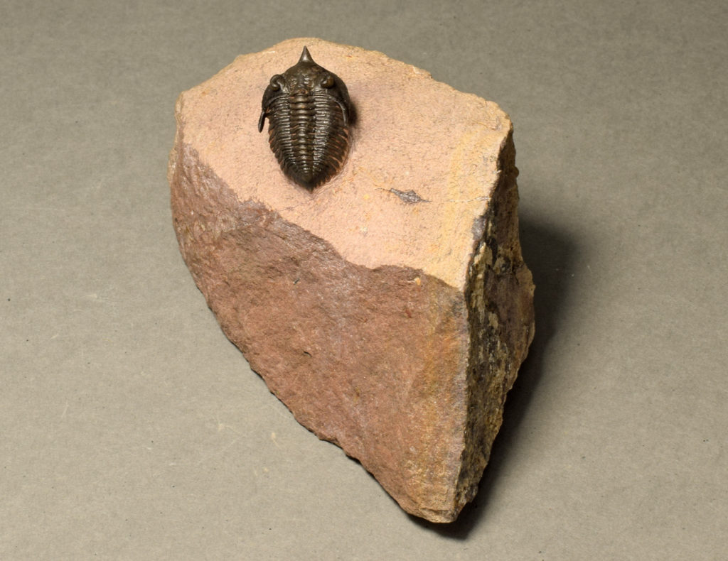 Exquisite trilobite - Minicryphaeus minimus