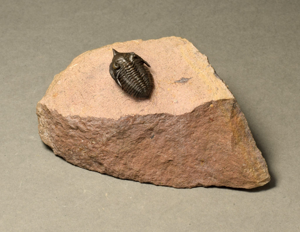 Exquisite trilobite - Minicryphaeus minimus