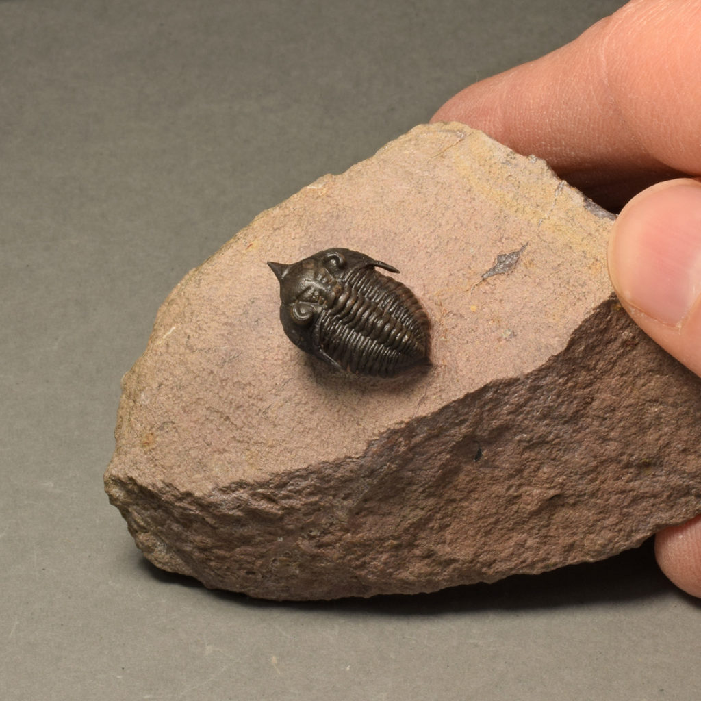 Exquisite trilobite - Minicryphaeus minimus