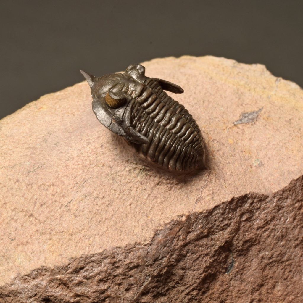 Exquisite trilobite - Minicryphaeus minimus