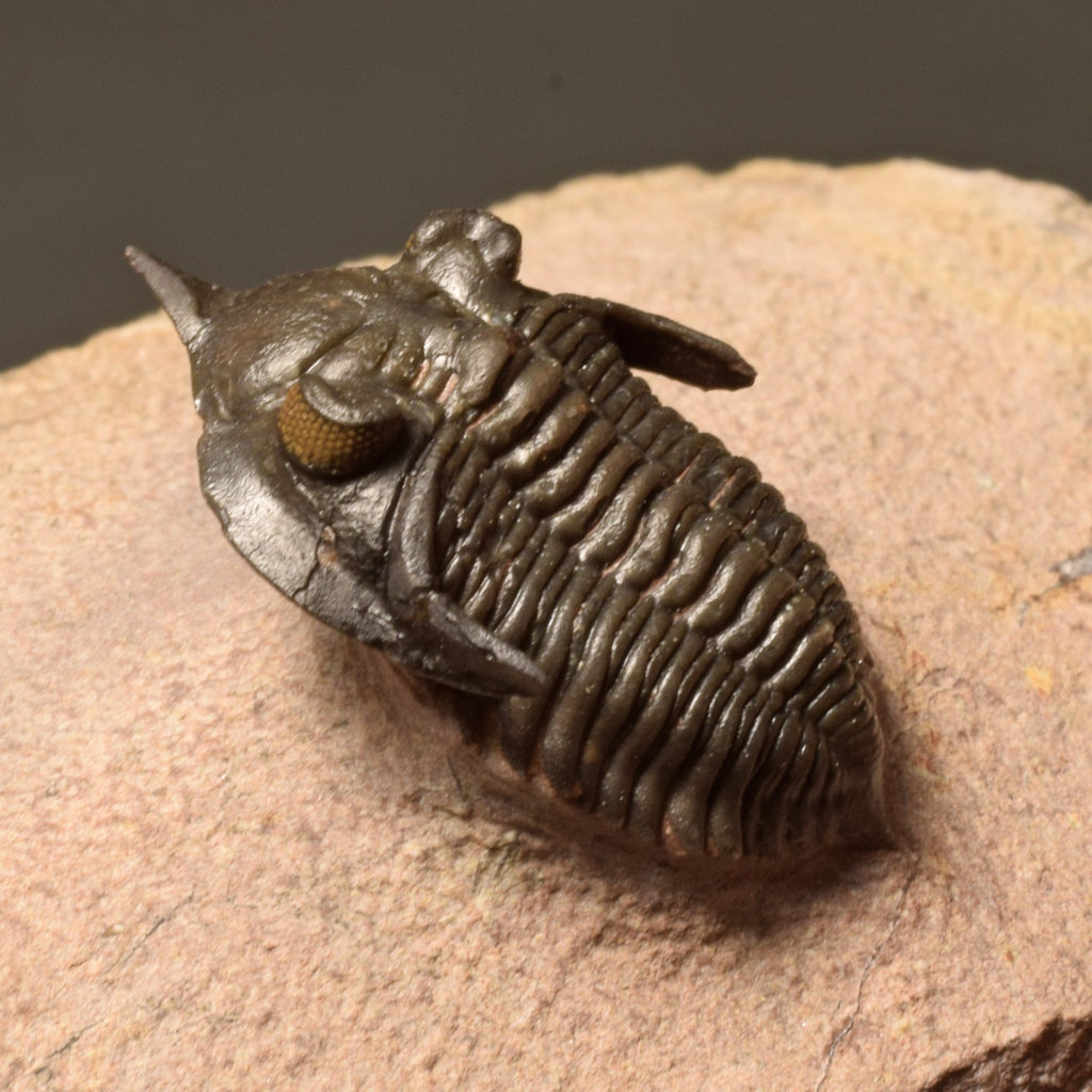 Exquisite trilobite - Minicryphaeus minimus