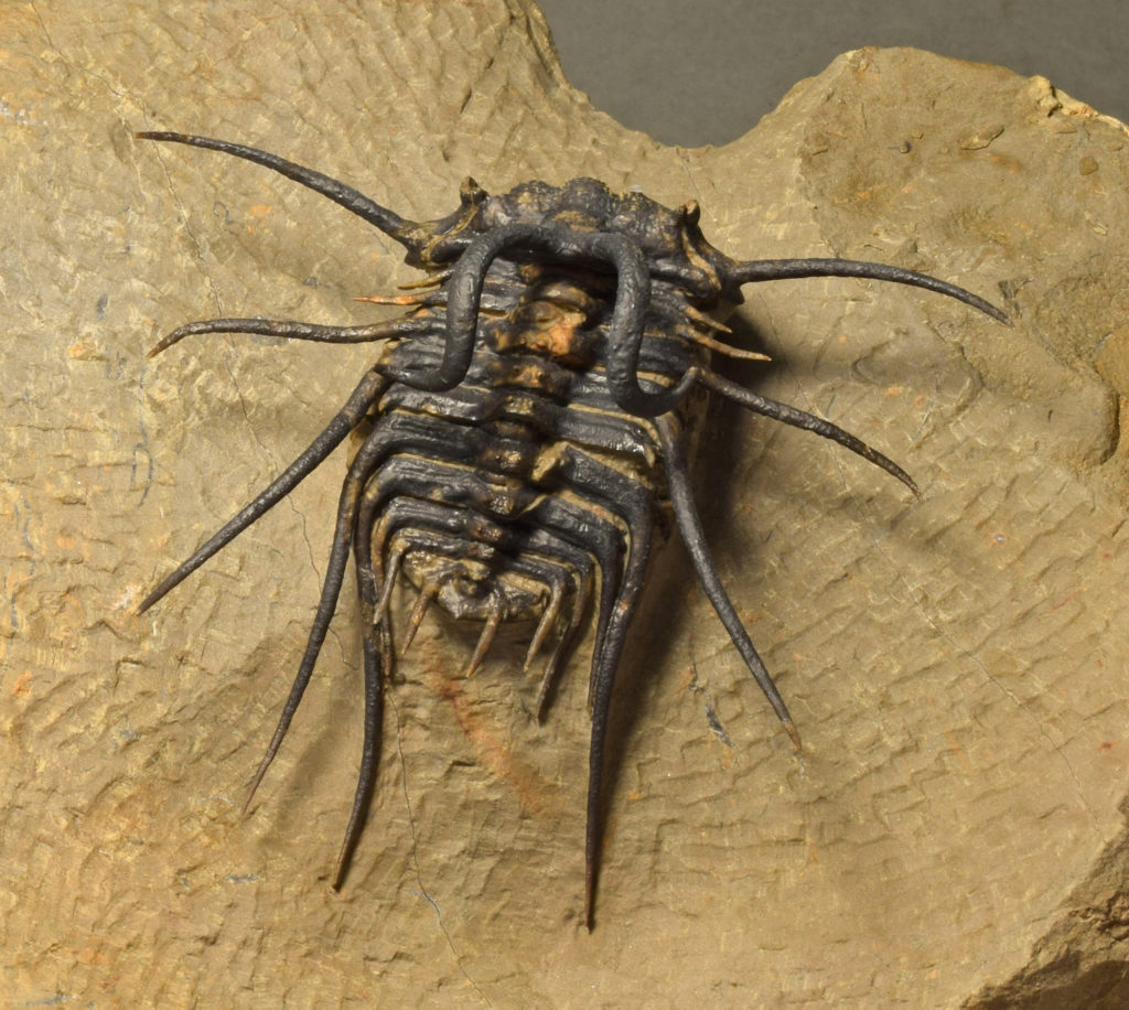 Fabulous spiny trilobite - Dicranurus monstrosus