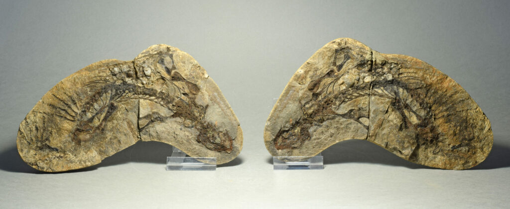 Rare Triassic reptile - Barasaurus besairiei