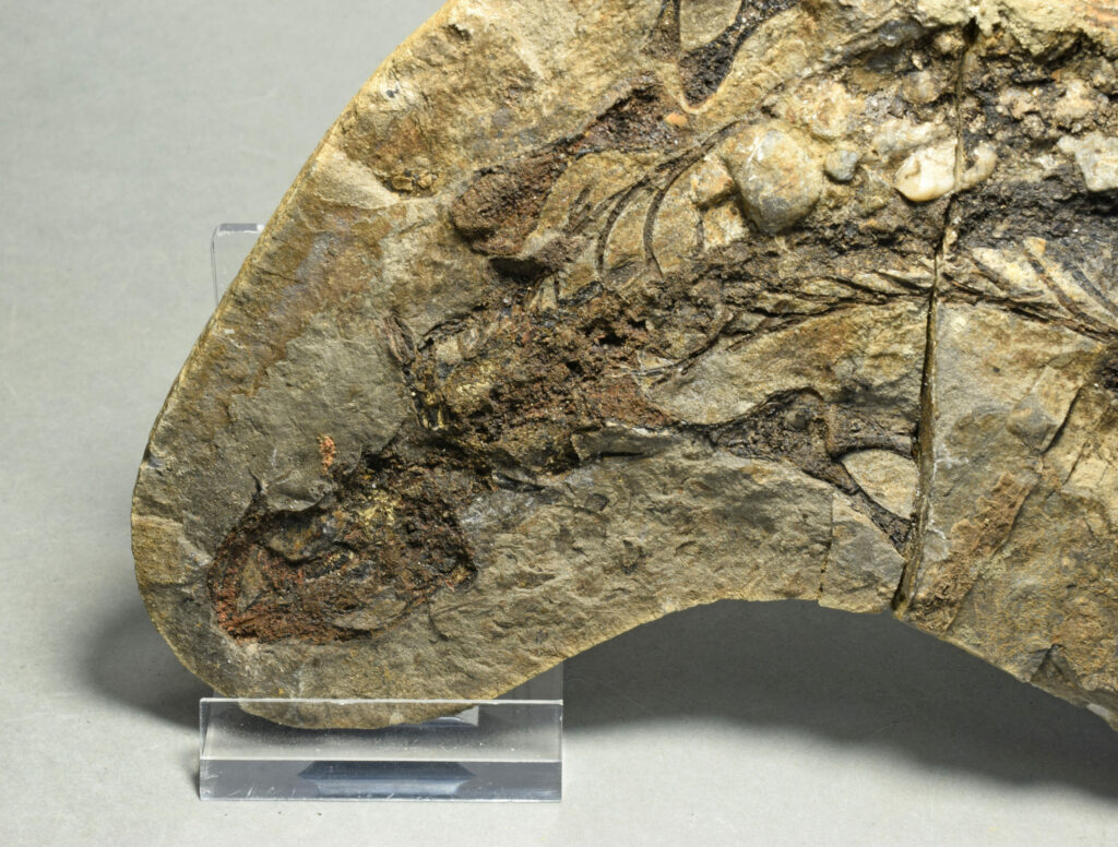 Rare Triassic reptile - Barasaurus besairiei