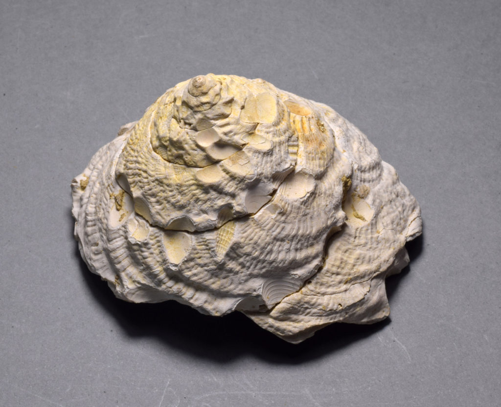 A collection of fossil and recent gastropods - Xenophora agglutinans ...