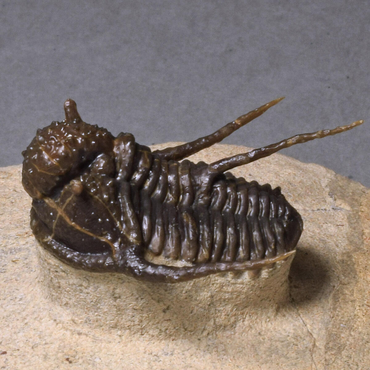 Gorgeous trilobite in brown calcite - Cyphaspis boutscharafinense