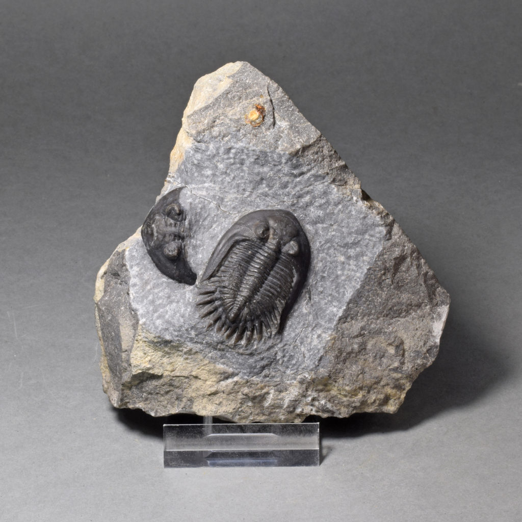Beautiful rare trilobite - Mrakibina cattoi