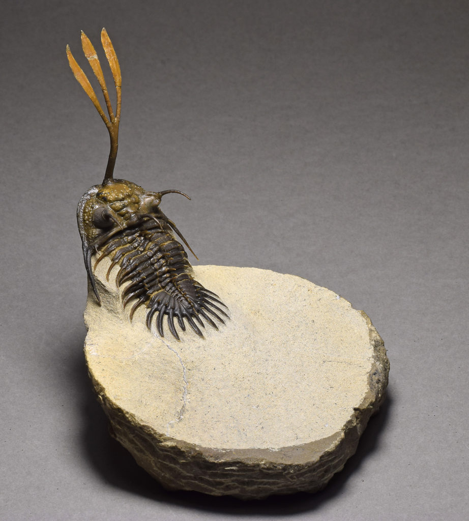 Exquisite trilobite with long trident - Walliserops trifurcatus