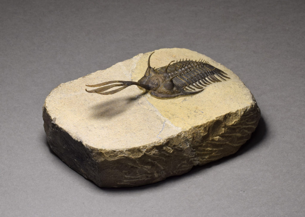 Beautiful "flying" long trident trilobite - Walliserops trifurcatus