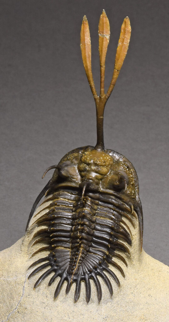 Exquisite trilobite with long trident - Walliserops trifurcatus