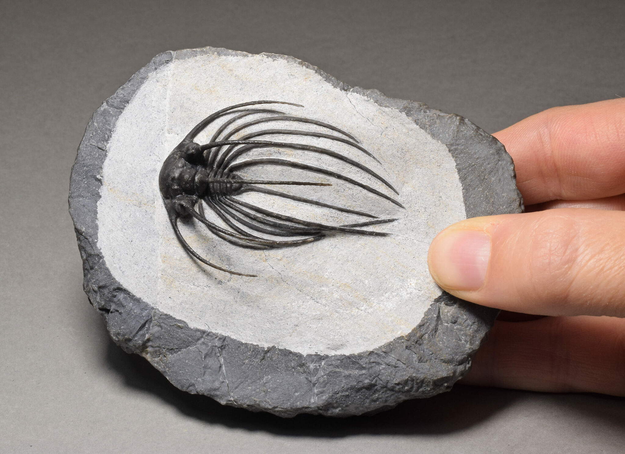 Very rare museum trilobite - Heliopeltis johnsoni