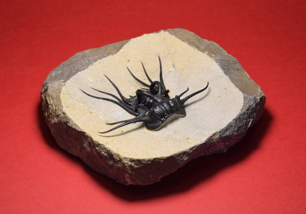 Excellent trilobite Dicranurus monstrosus