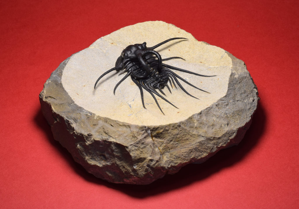 Excellent trilobite Dicranurus monstrosus