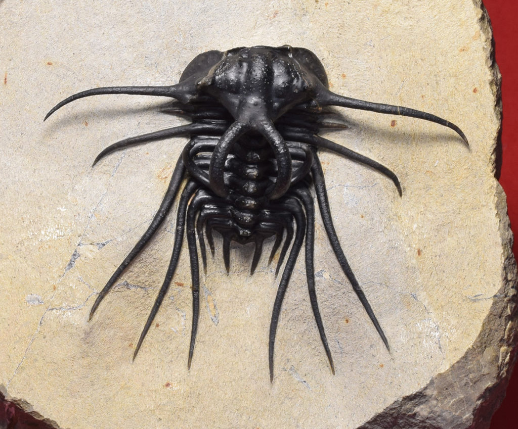 Excellent trilobite Dicranurus monstrosus