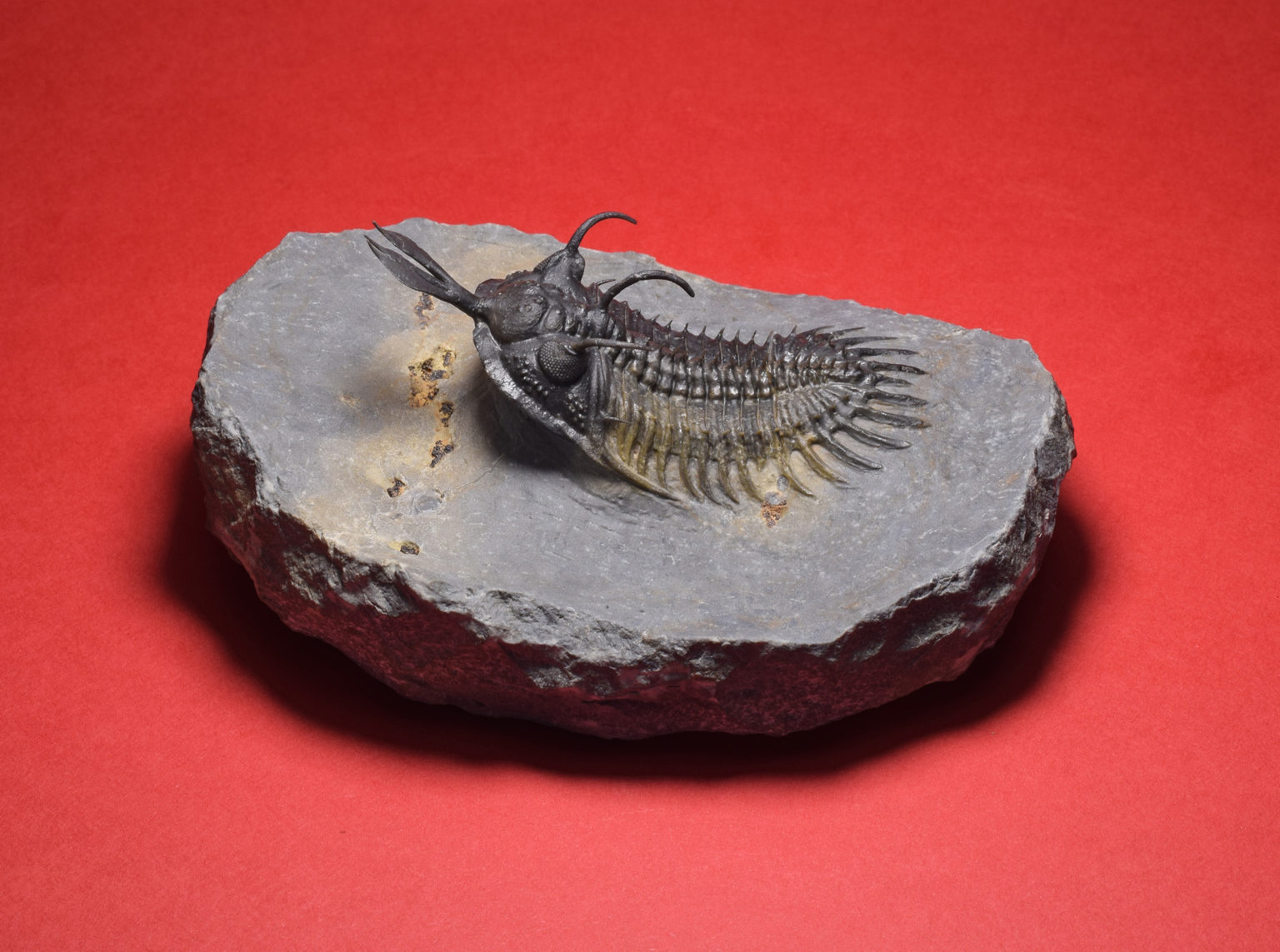 Excellent trilobite Walliserops lindoei