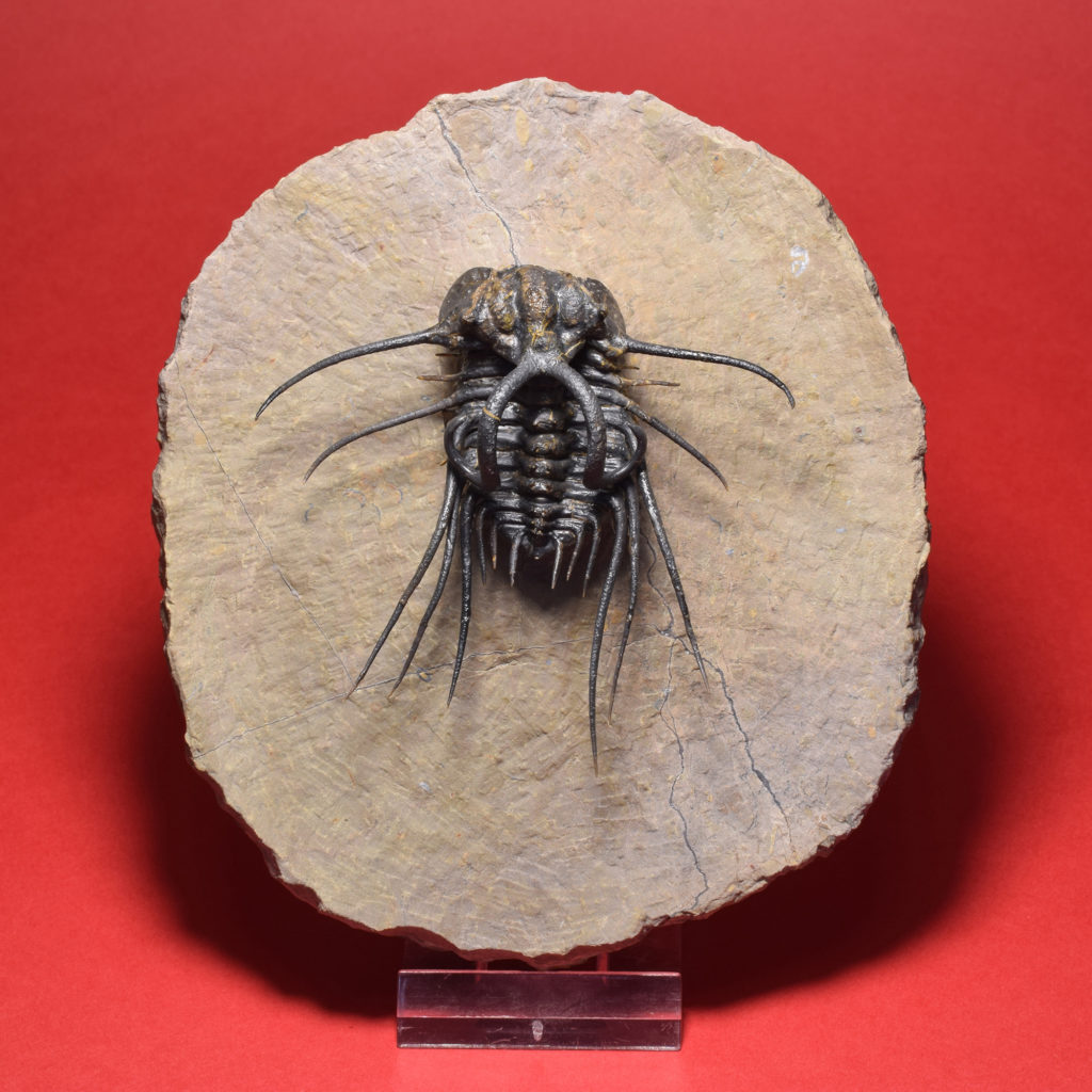 Fine spiny trilobite - Dicranurus monstrosus