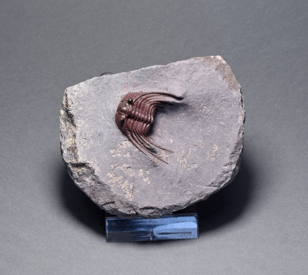 Very rare red spiny trilobite with greenish eyes - Kettneraspis ? sp.