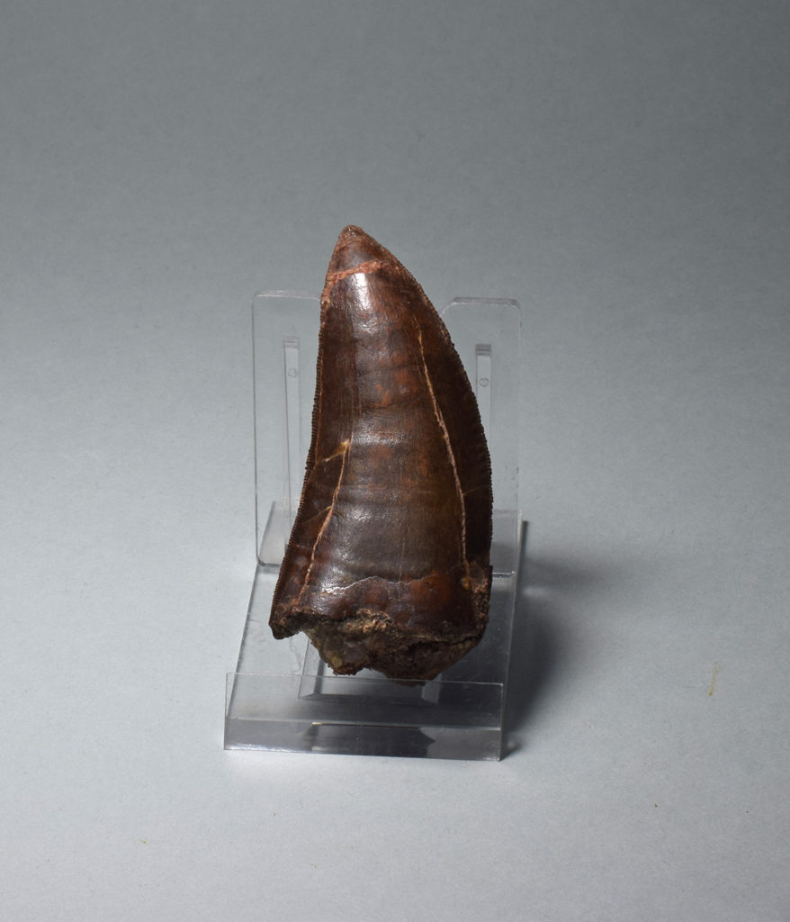 Wonderful 7.2 cm tooth of a killer dinosaur - Carcharodontosaurus saharicus