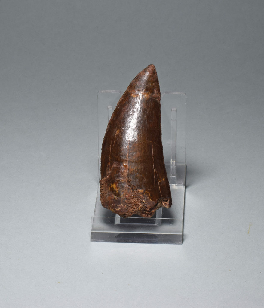 Wonderful 7.2 cm tooth of a killer dinosaur - Carcharodontosaurus saharicus