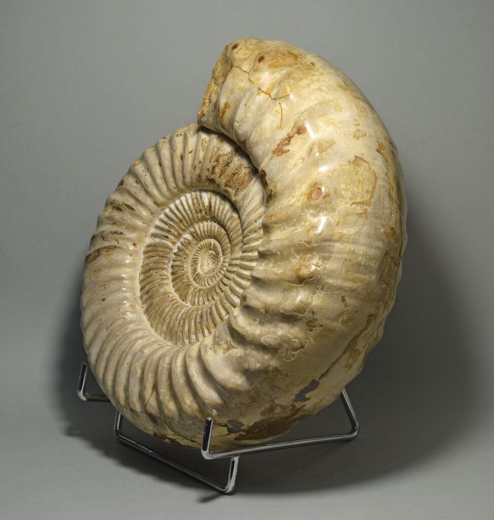 Wonferful 25 cm ammonite - Kranaosphinctes sp.