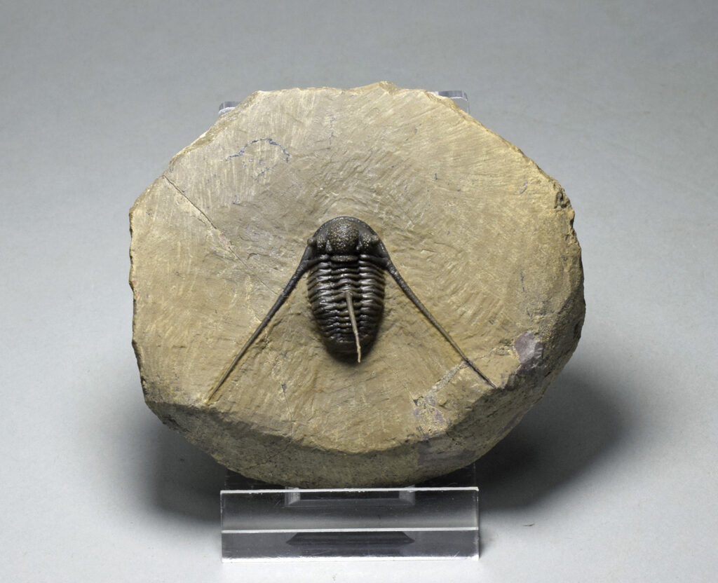 Beautiful and rare trilobite Cyphaspis cf. agayuara