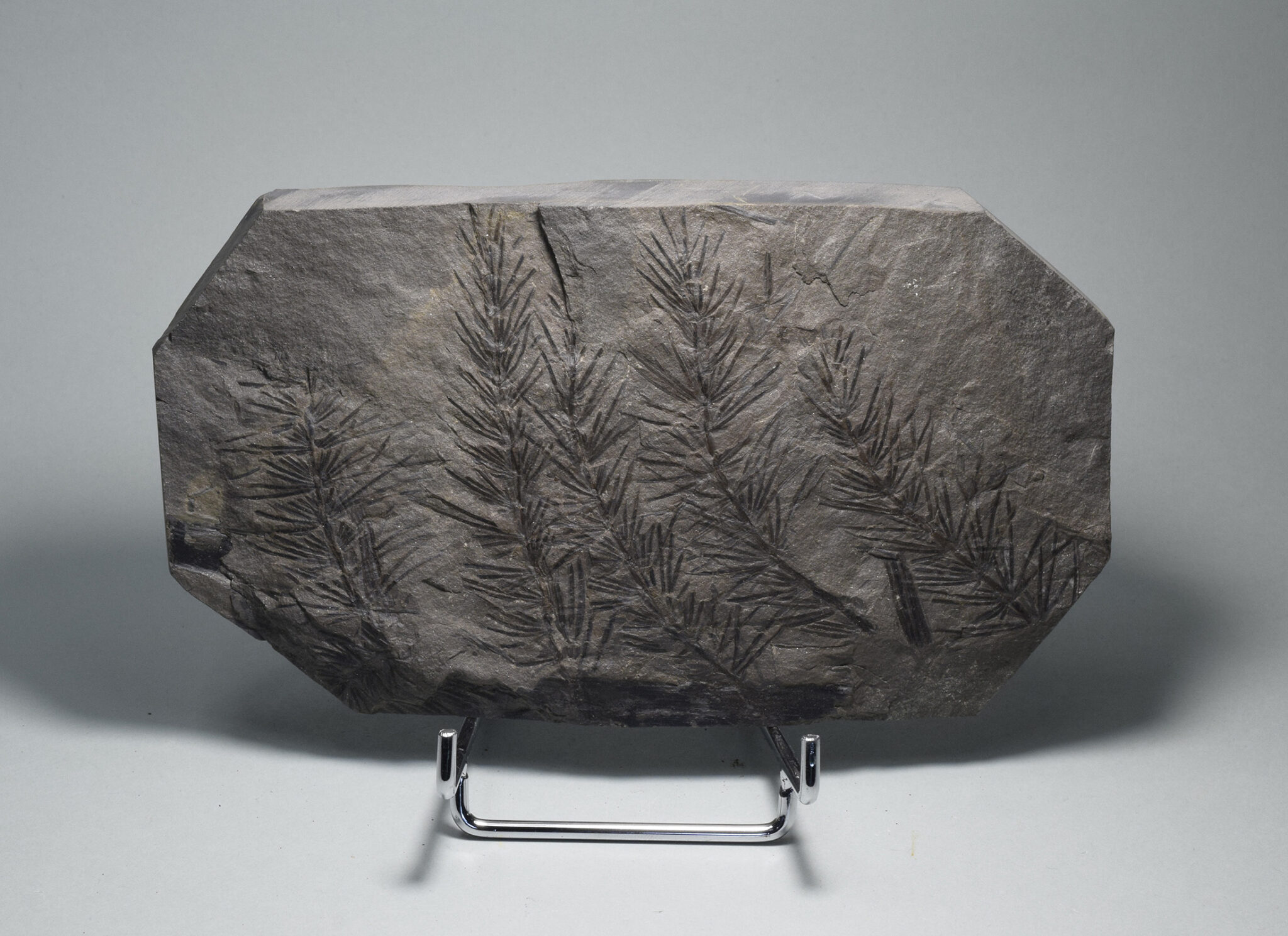 Outstanding museum-display Fossil Horsetail on matrix Asterophyllites ...