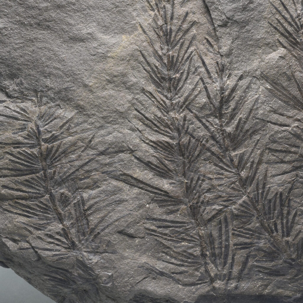 Outstanding museum-display Fossil Horsetail on matrix Asterophyllites ...