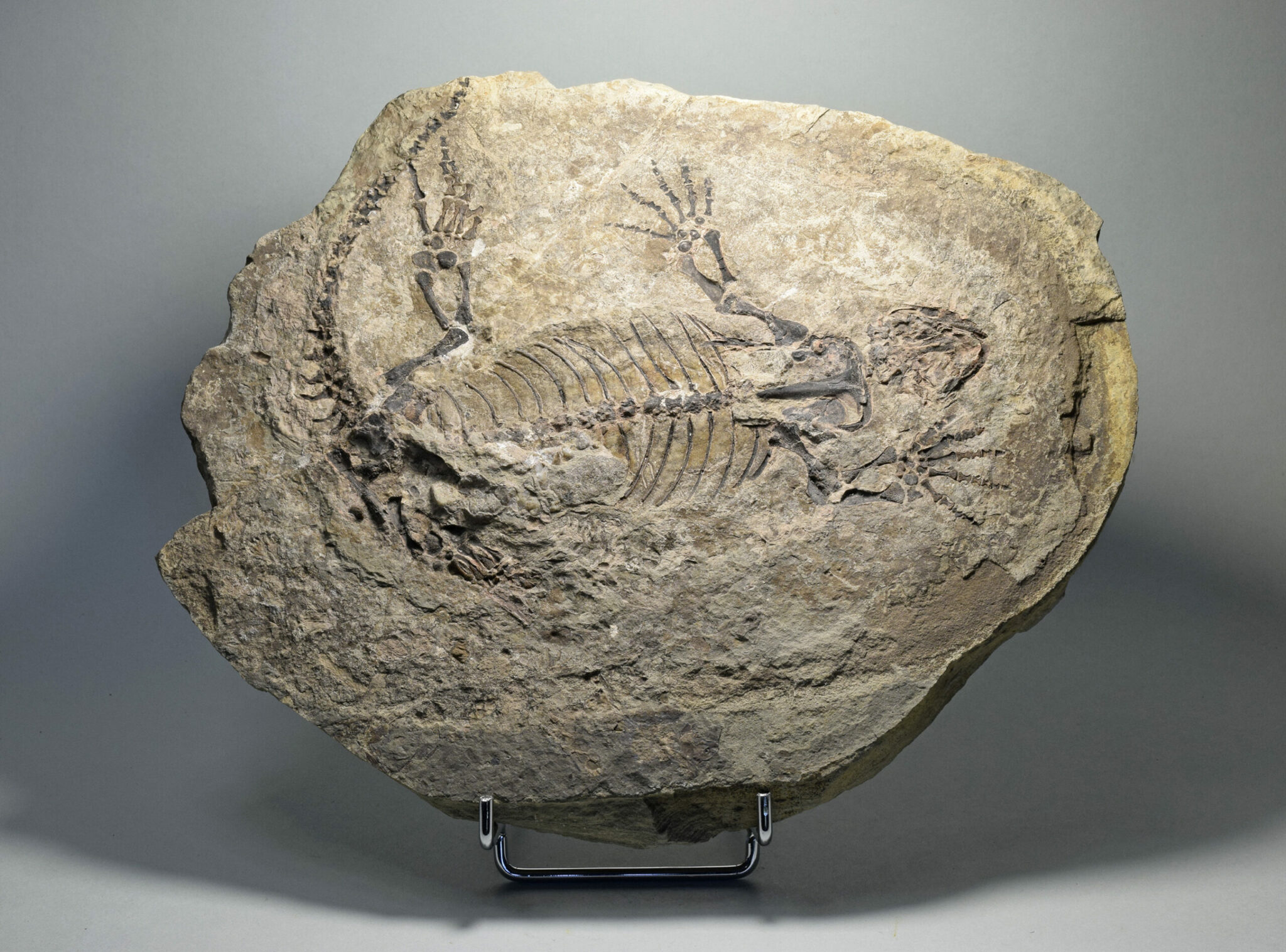 Exceptional fossil reptile Barasaurus besairiei