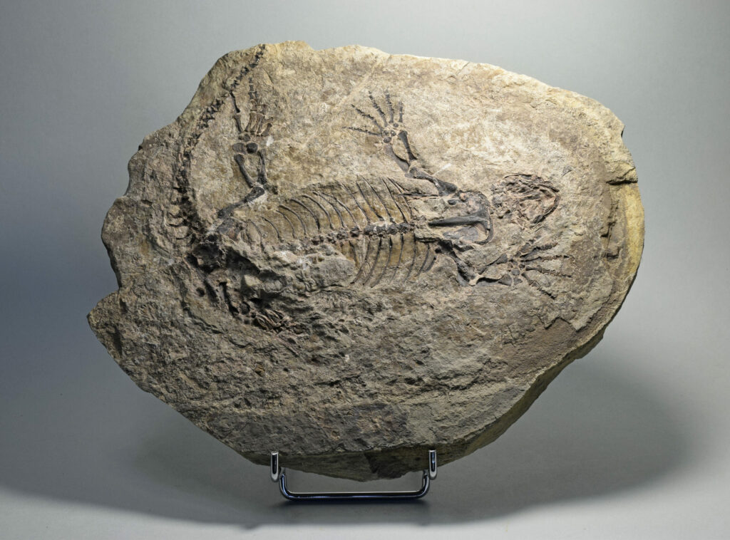 Exceptional fossil reptile Barasaurus besairiei