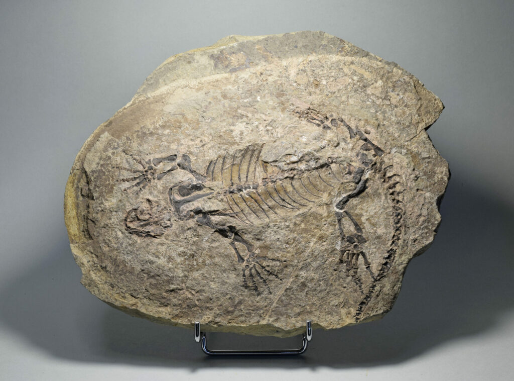 Exceptional fossil reptile Barasaurus besairiei