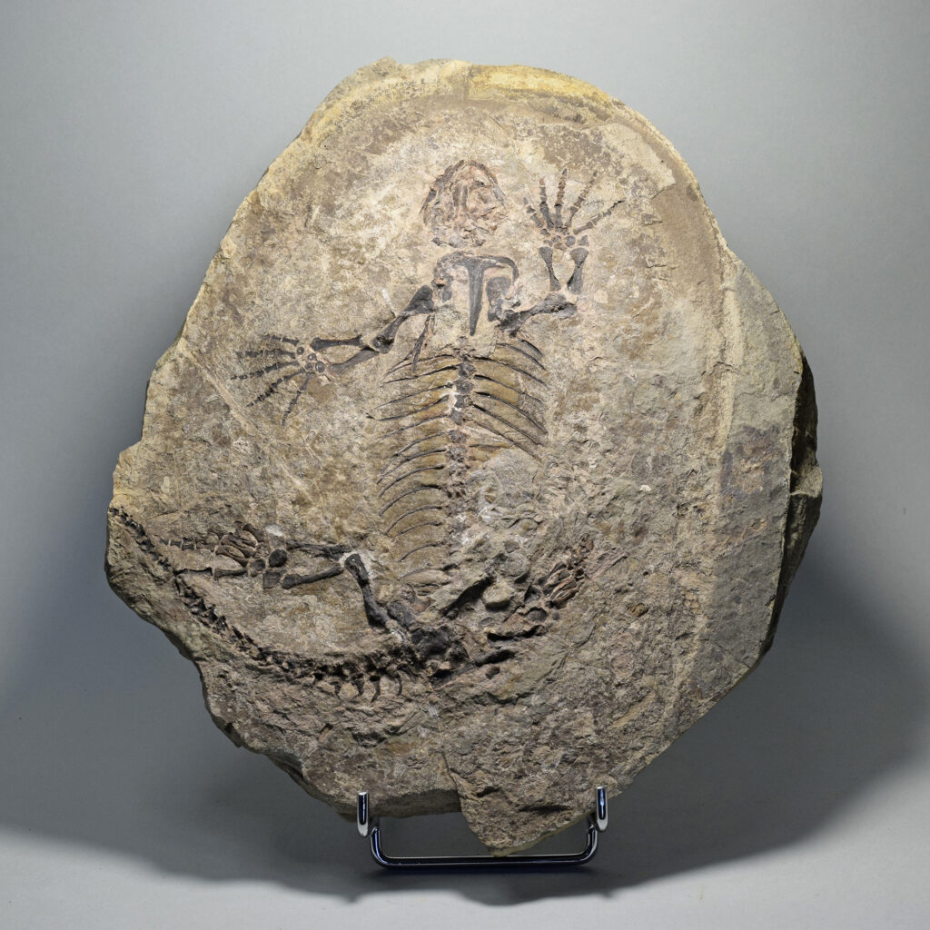 Exceptional fossil reptile Barasaurus besairiei