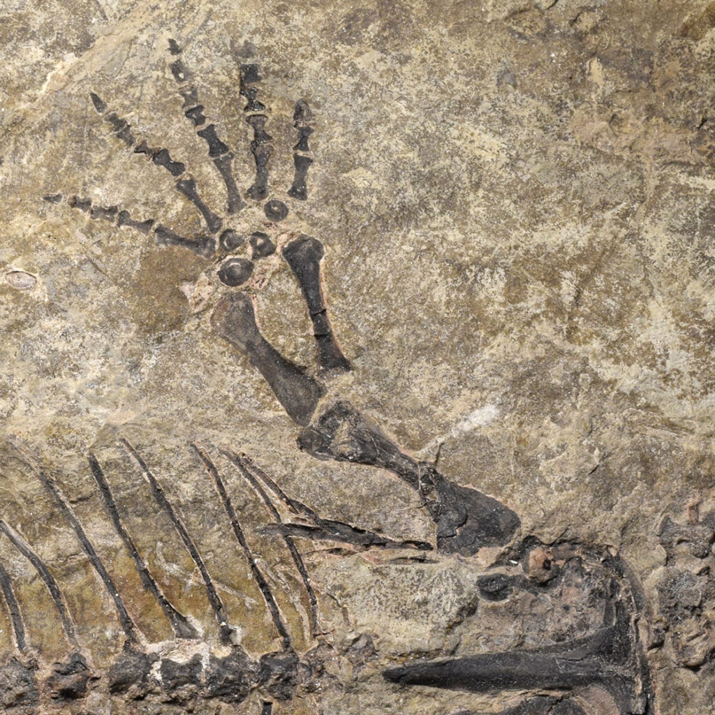 Exceptional fossil reptile Barasaurus besairiei