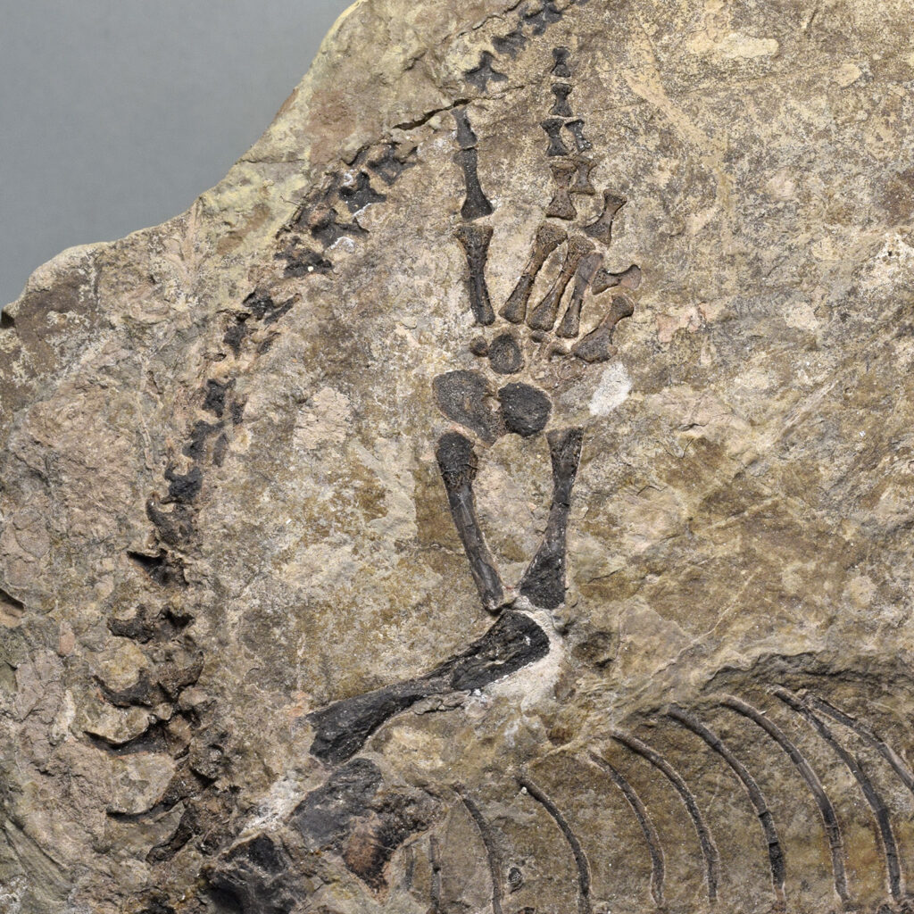 Exceptional fossil reptile Barasaurus besairiei