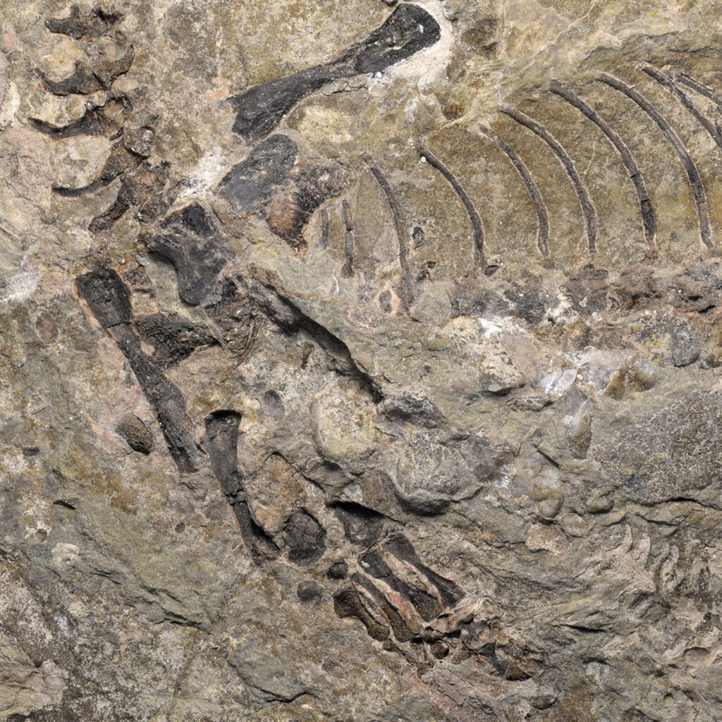 Exceptional fossil reptile Barasaurus besairiei