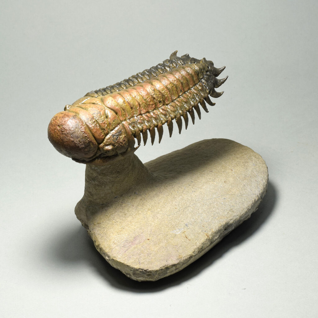 Outstanding "flying" trilobite Cheirurus (Crotalocephalina) gr. gibbus