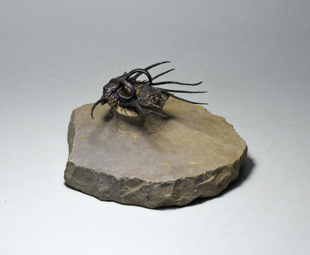 Beautiful spiny trilobite - Dicranurus monstrosus