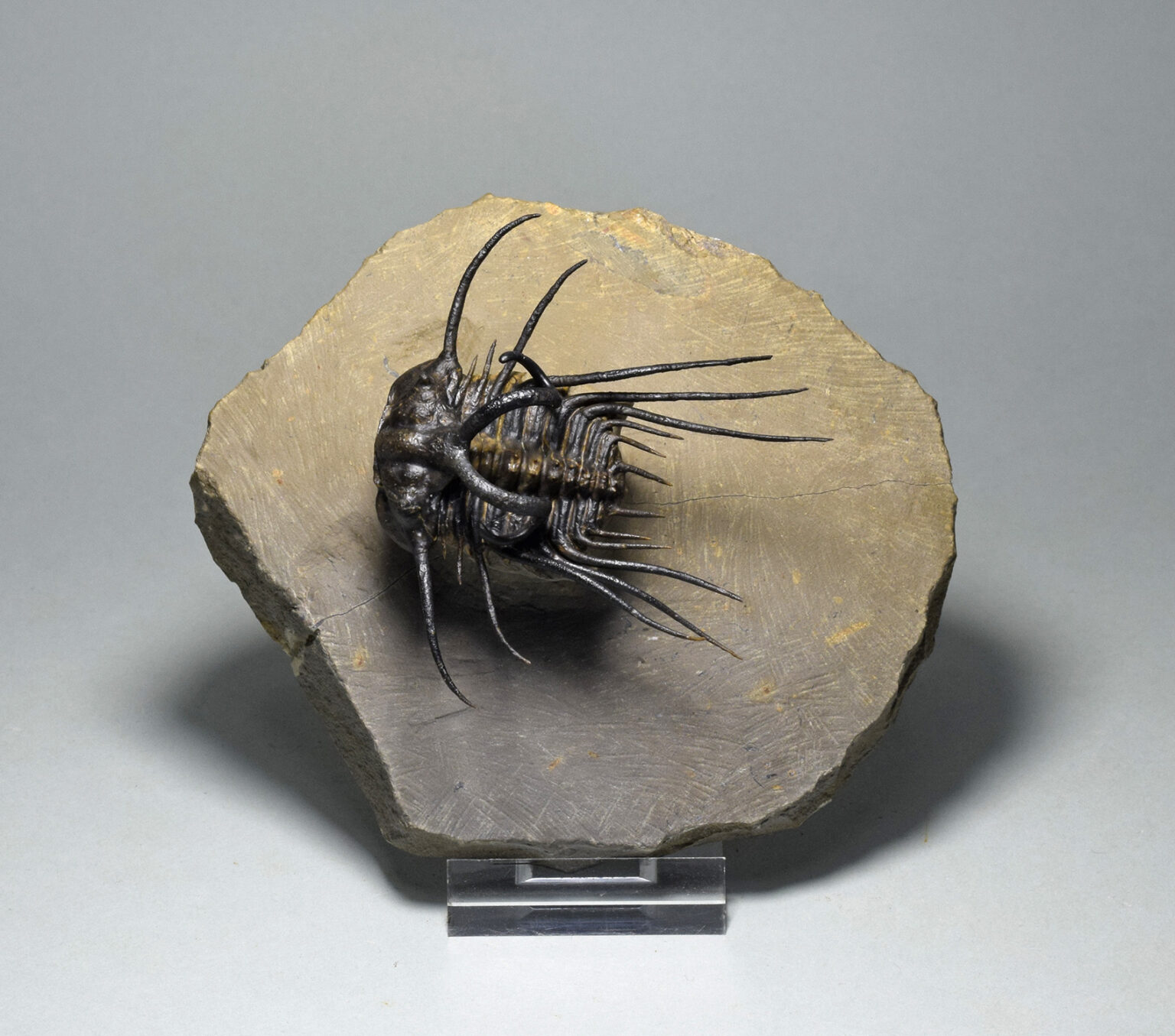 Beautiful spiny trilobite - Dicranurus monstrosus