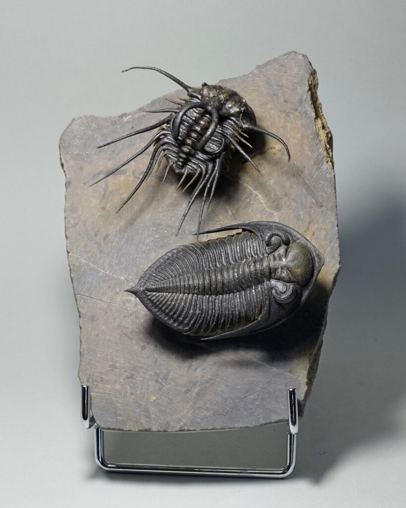 Fabulous Dicranurus monstrosus and Zlichovaspis rugosa association