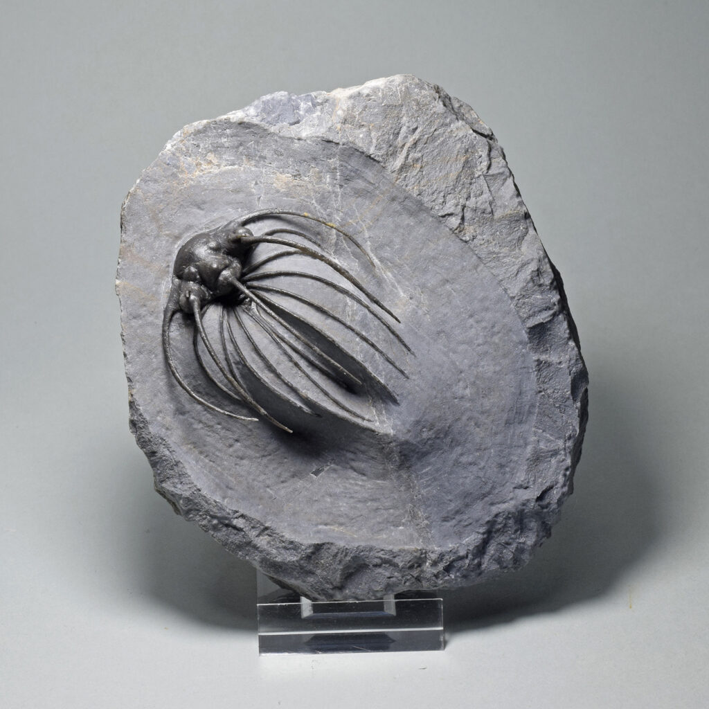 Rare trilobite Heliopeltis johnsoni