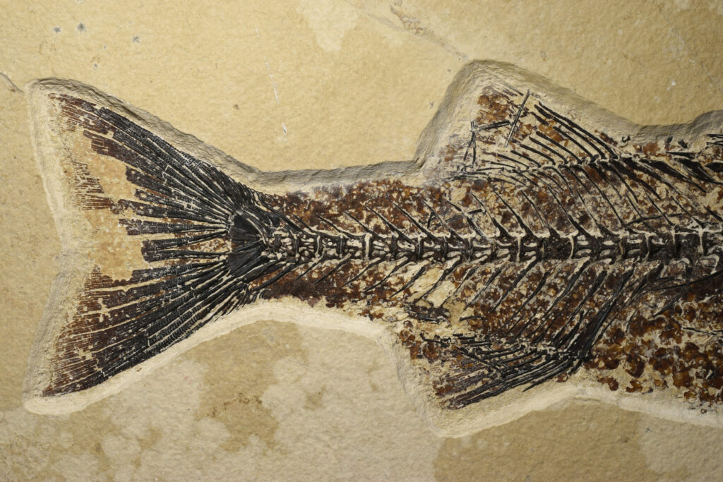 Large and beautiful fossil fish Mioplosus labracoides