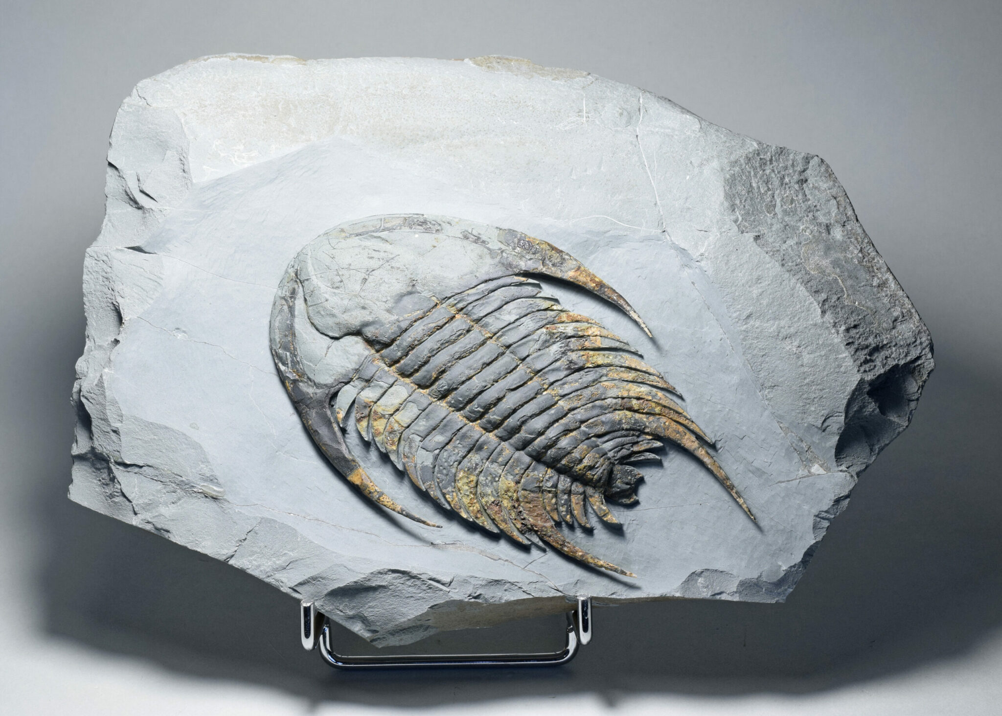 Large and rare trilobite Neltneria jacqueti