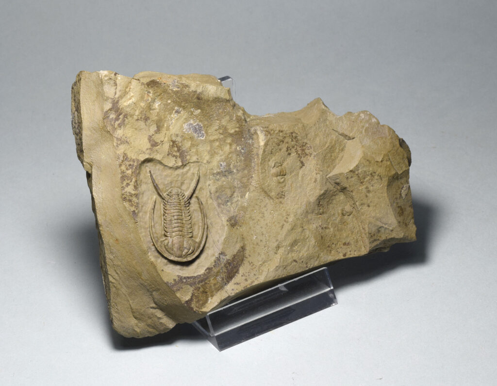 Beautiful trilobite Perrector (Richterops) falloti