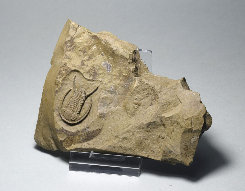 Beautiful trilobite Perrector (Richterops) falloti