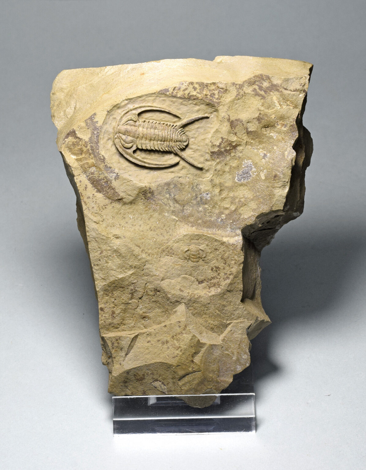 Beautiful trilobite Perrector (Richterops) falloti