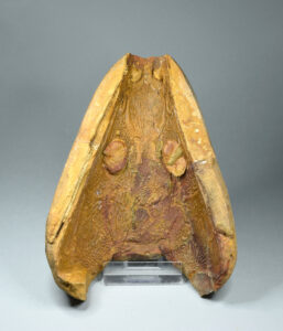 Wonderful 13 cm skull of a tetrapod Tertremoides madagascariensis
