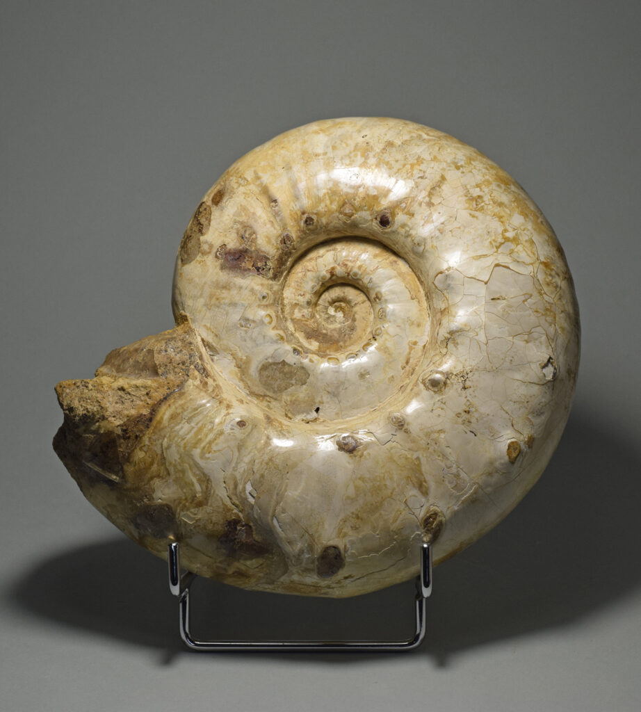 Gorgeous ammonite with nacreous shell preserved - Aspidoceras spathi