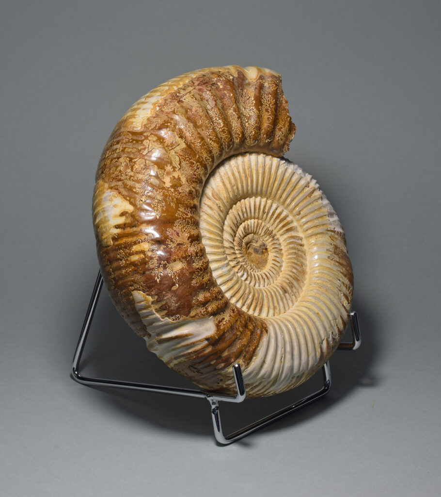 Fine 16.5 cm ammonite with natural nacreous shell - Kranaosphinctes sp.