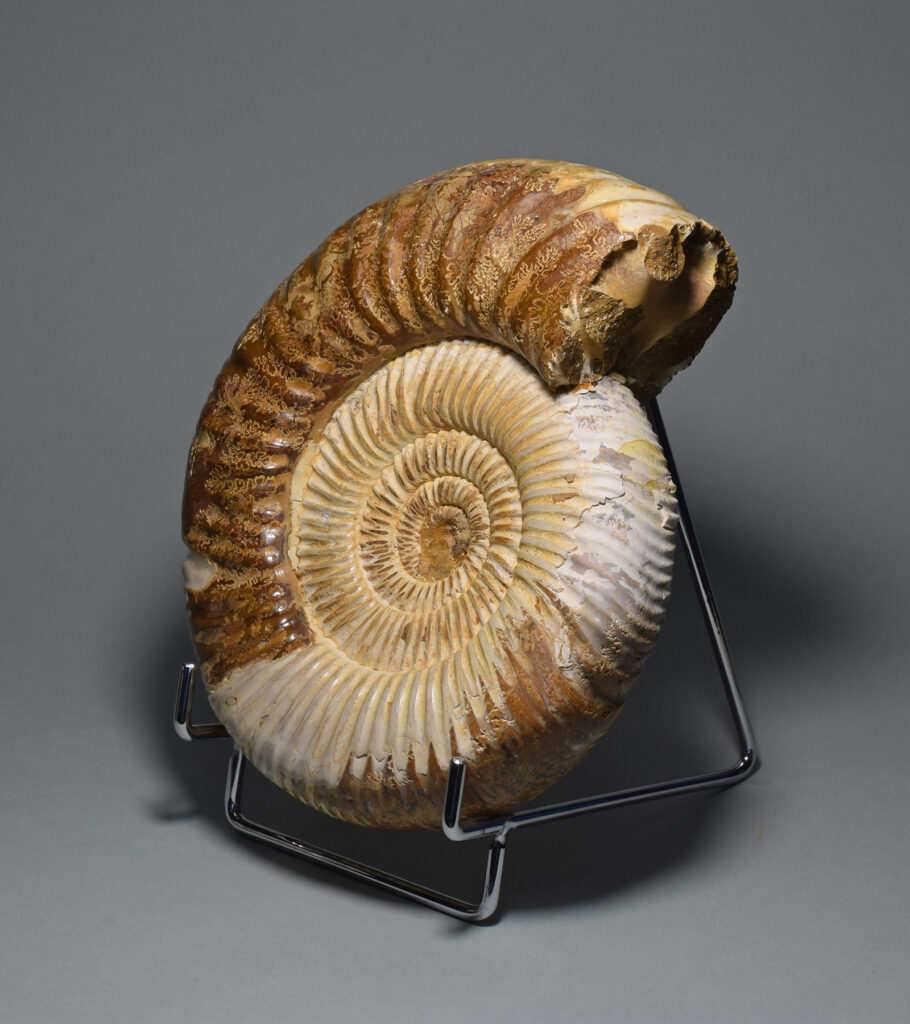 Fine 16.5 cm ammonite with natural nacreous shell - Kranaosphinctes sp.